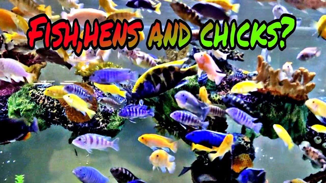 Visiting my Fishy Friends - ofr behind the scenes - YouTube