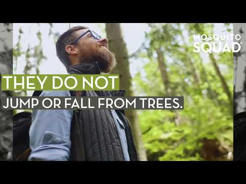 Do Deer Ticks Like Pine Trees