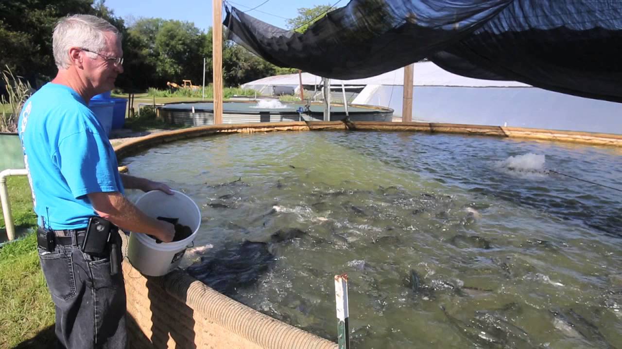 Fish farm owner feeds trout to his gator - YouTube