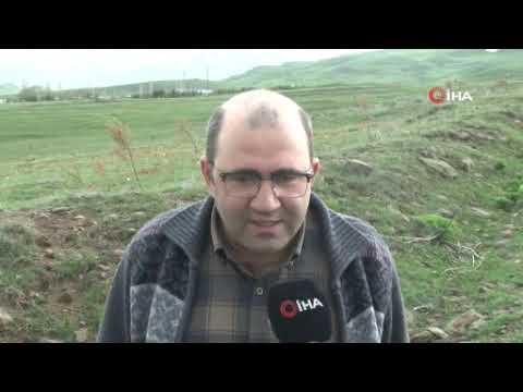 Bu laleler sadece 93 harbinde binlerce şehidin verildiği siperlerde yetişiyor..!