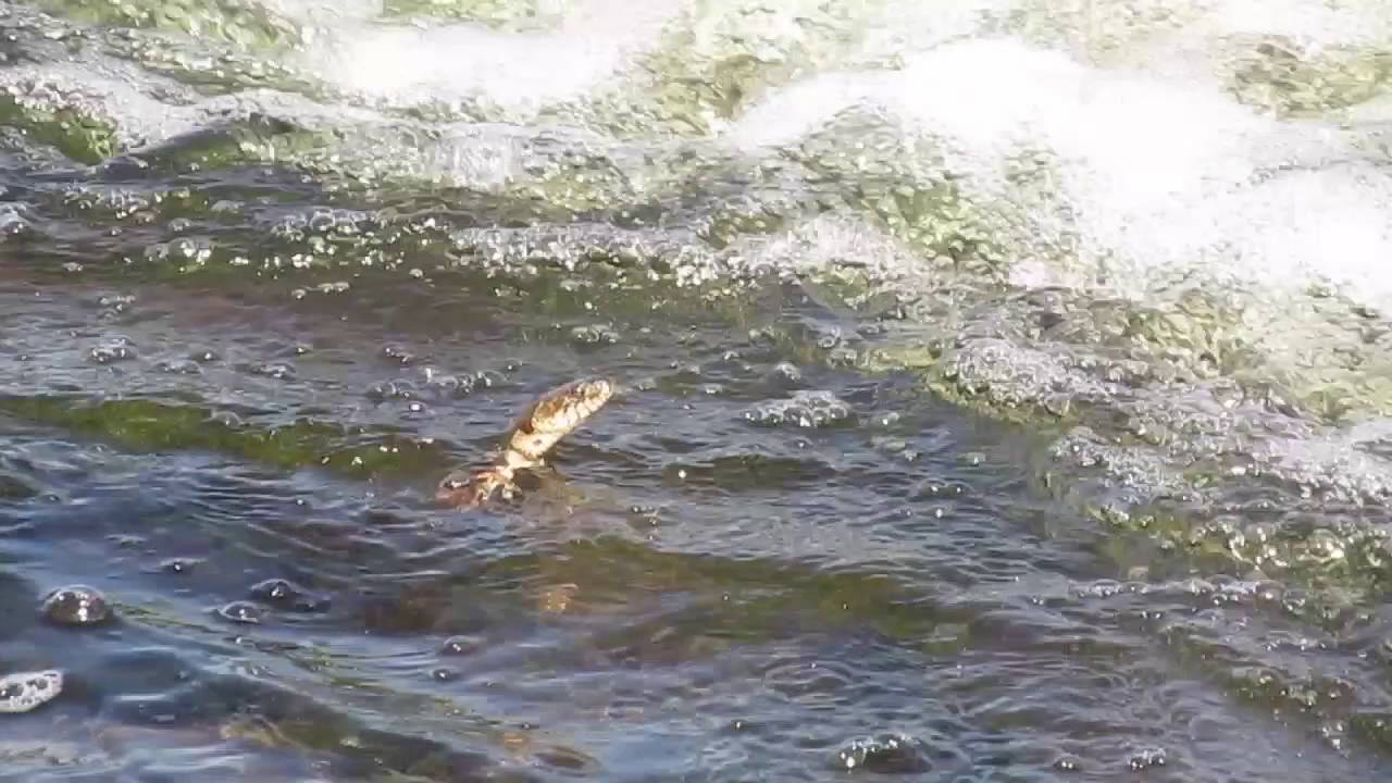 Northern Water Snake (Nerodia sipedon) in Minnesota - YouTube