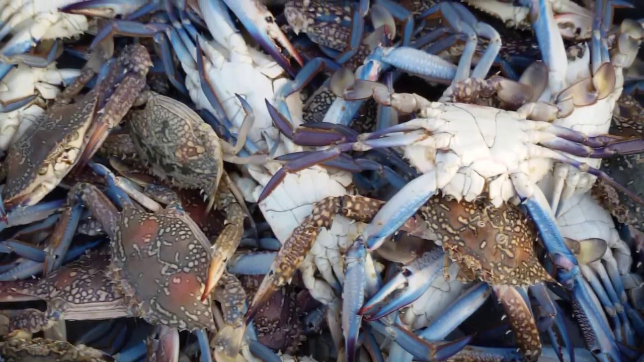 Amazing Crabs in a Net - YouTube
