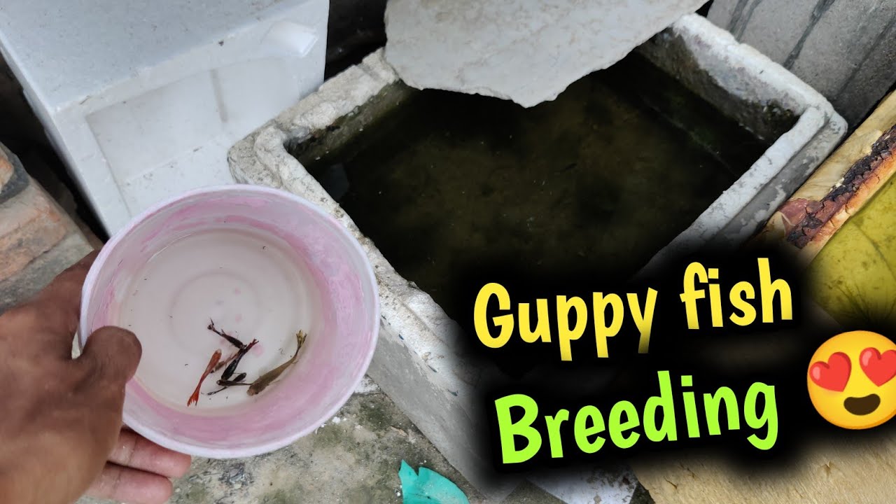 Guppy fish breeding in Terrace fish pond 😍 - YouTube
