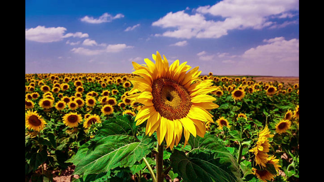 Vaughan Williams Blake Songs Mvt 7 - YouTube