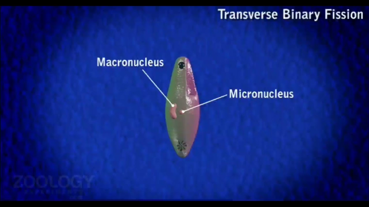 TRANSVERSE BINARY FISSION FORMING 👌😍😎 - YouTube