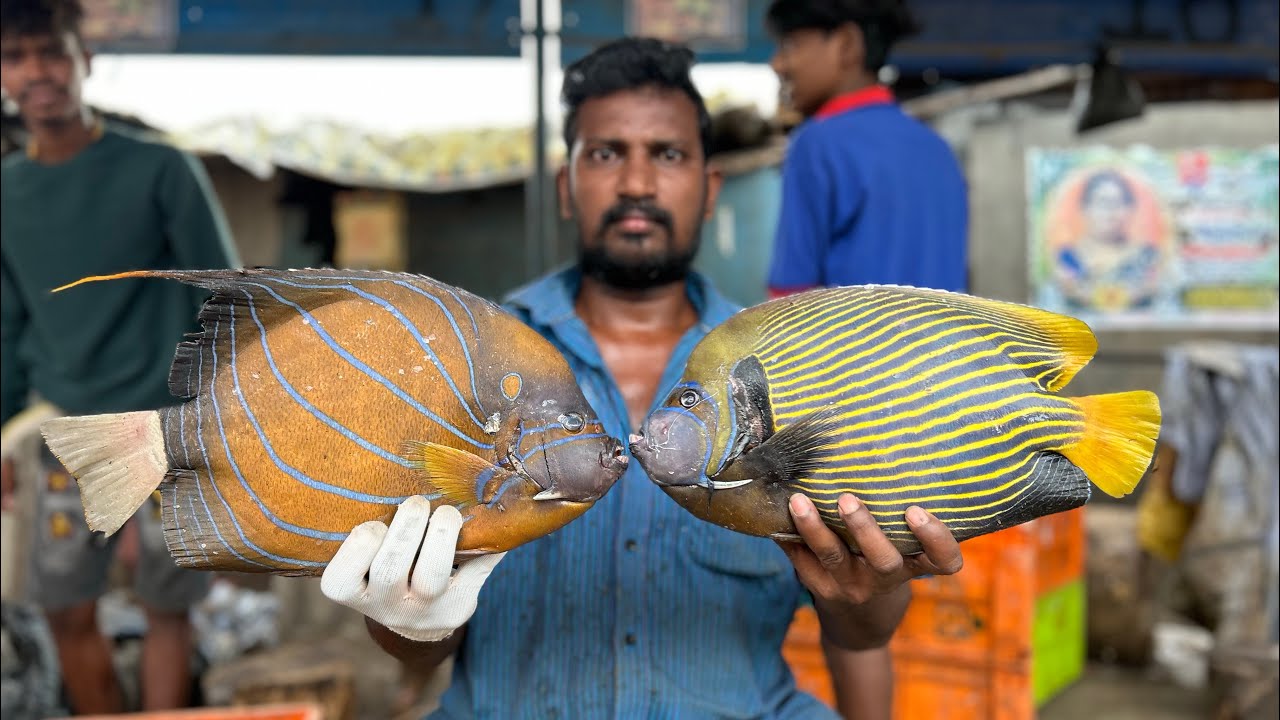 KASIMEDU FISH MARKET 🔪🔪 ANGEL FISH 🐟 KASIMEDU MASS CUTTING SKILLS # ...