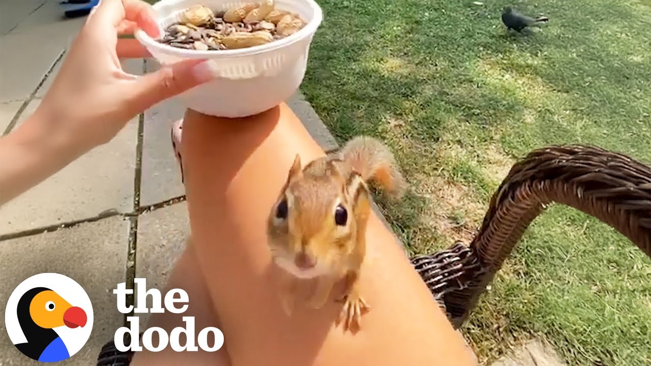 Chipmunk Plays Freeze Game With His Human BFF | The Dodo - YouTube