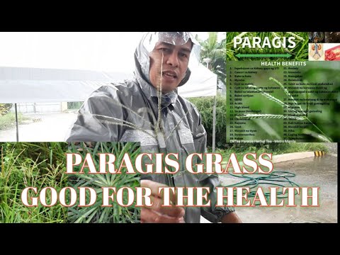 Ang Damong Paragis at mga Benefits Nito - YouTube