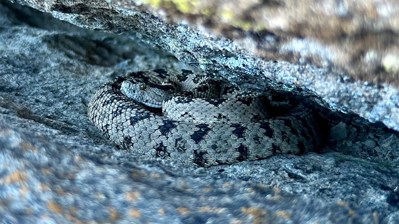 Herping Southern Nevada | Rattlesnake dens and a BONUS artifact find ...