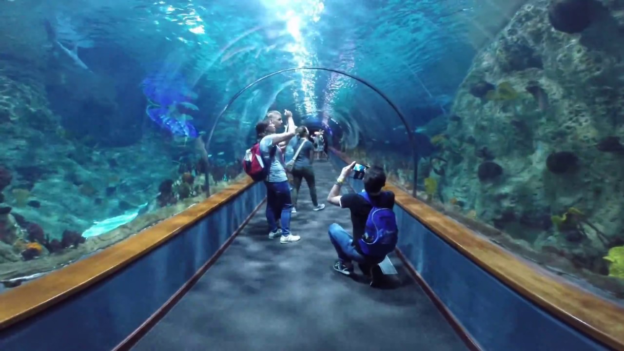 Parco Loro Park di Tenerife Go-pro acquario squali shark pesci mare sea ...