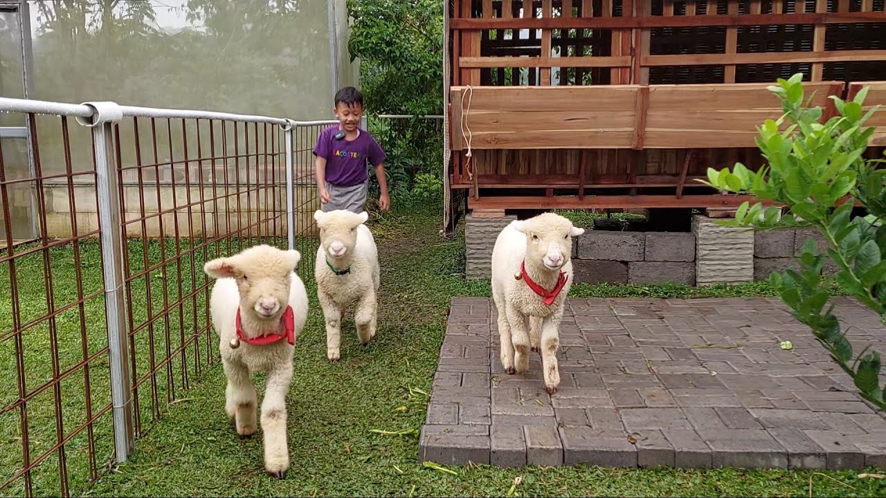 Domba Merino Lucu - YouTube
