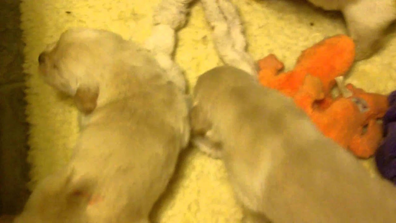 Puppies At 3 Weeks Old YouTube puppies-at-3-weeks-old-youtube