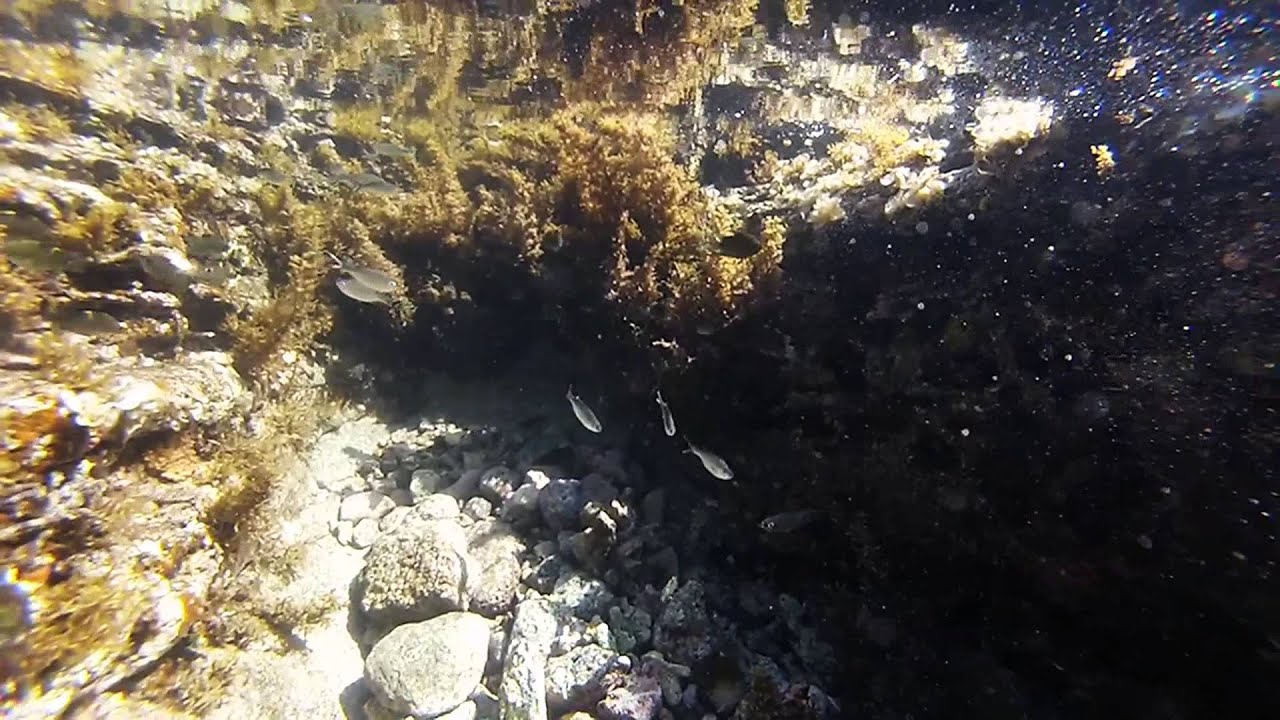 Small Oahu Tide Pool - YouTube