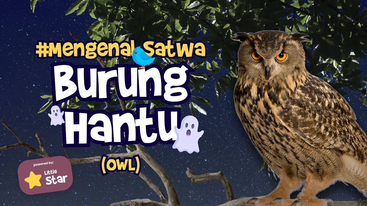 Fakta Unik Burung Hantu untuk Anak - Mengenal Satwa - Si Burung Seram ...