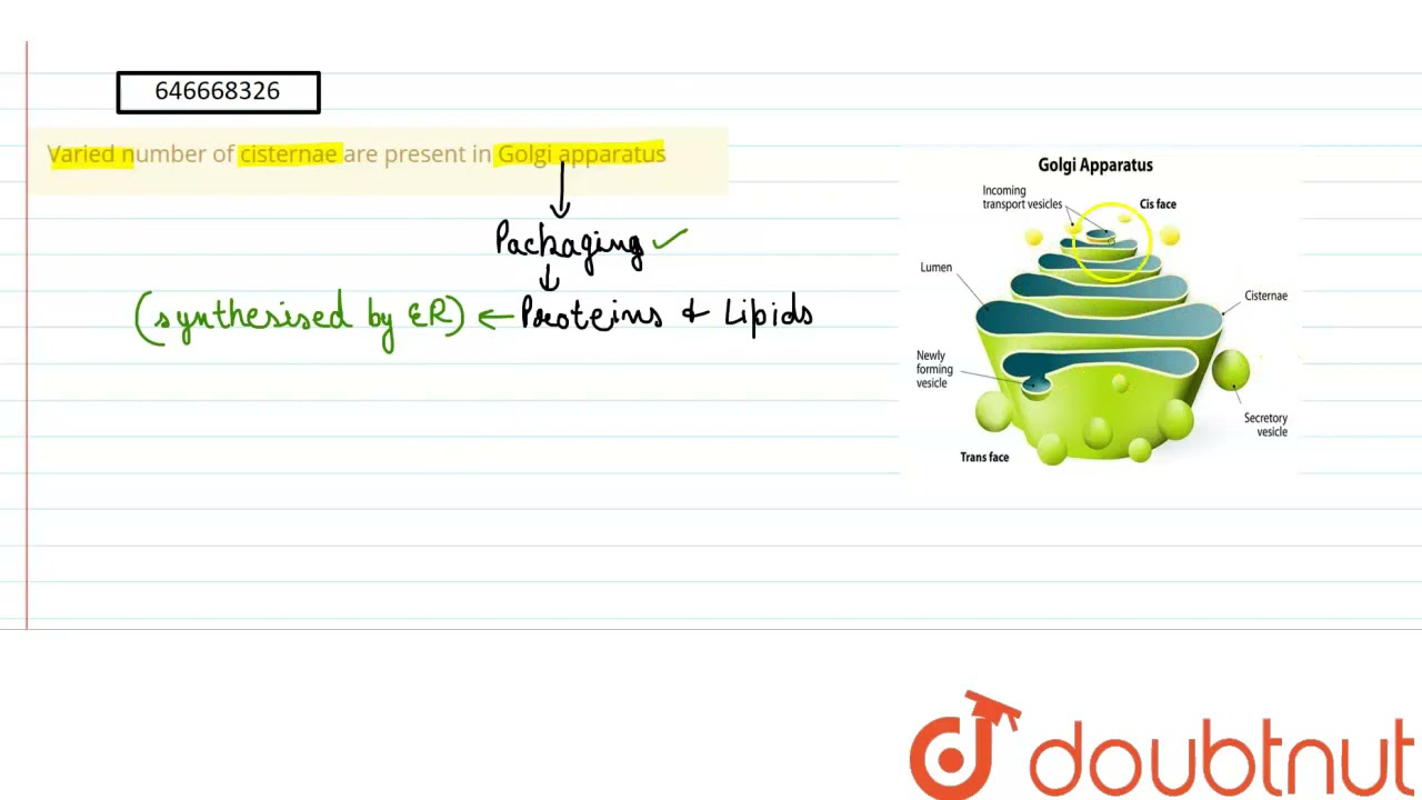 Cisternae Meaning