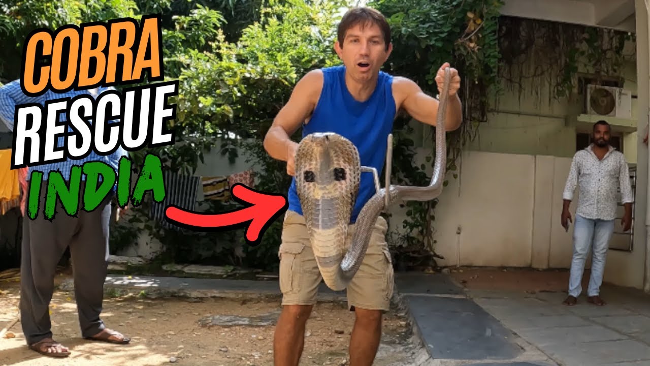 Spectacled Cobra: Epic Snake Rescue in India! - YouTube