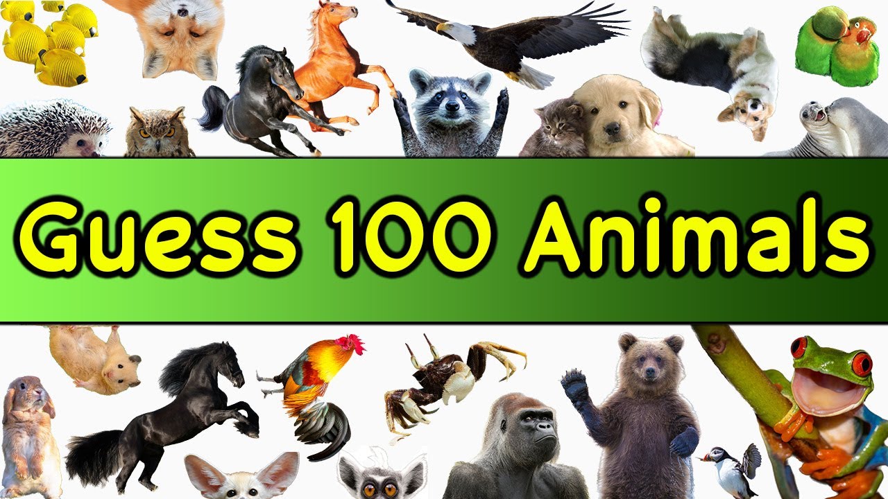 Guess 100 Animals in 10 Minutes | 100 Animal Video Quiz - YouTube