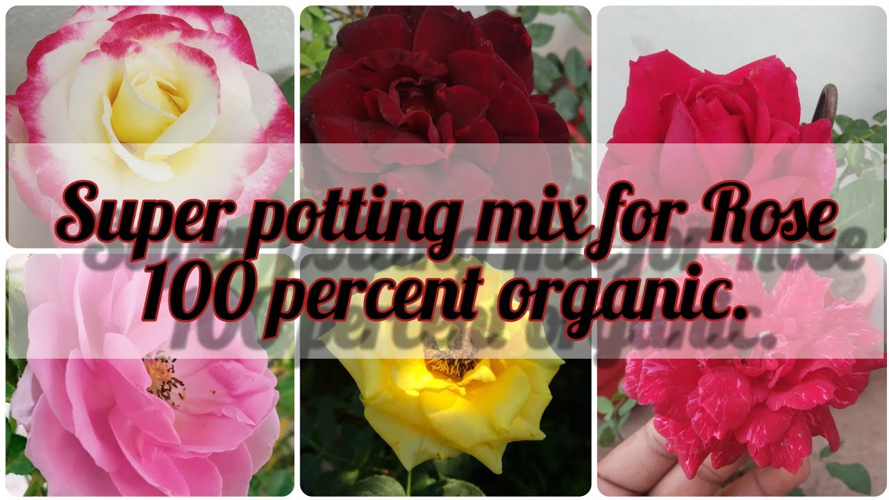 super potting mix for Rose plant#roseplant #gardening - YouTube