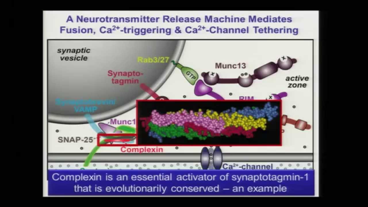 Mechanism of Neurotransmitter Release, Thomas C. Sudhof - DCU Nobel ...