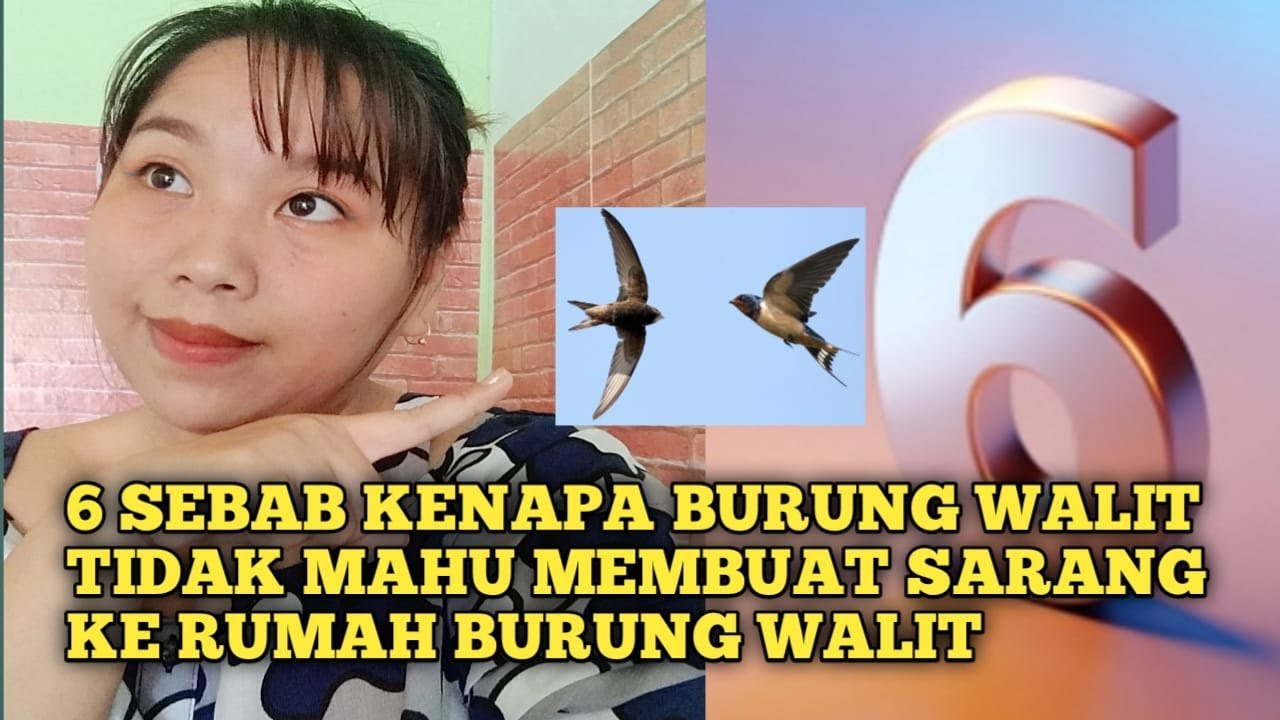 6 Sebab Kenapa Burung Walit Tidak Mahu Membuat Sarang ke Rumah Burung ...