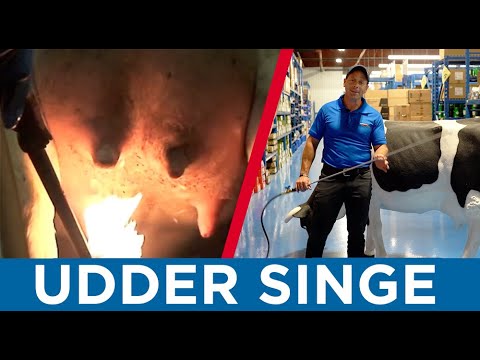 Udder Singe - Feature Product Friday - YouTube