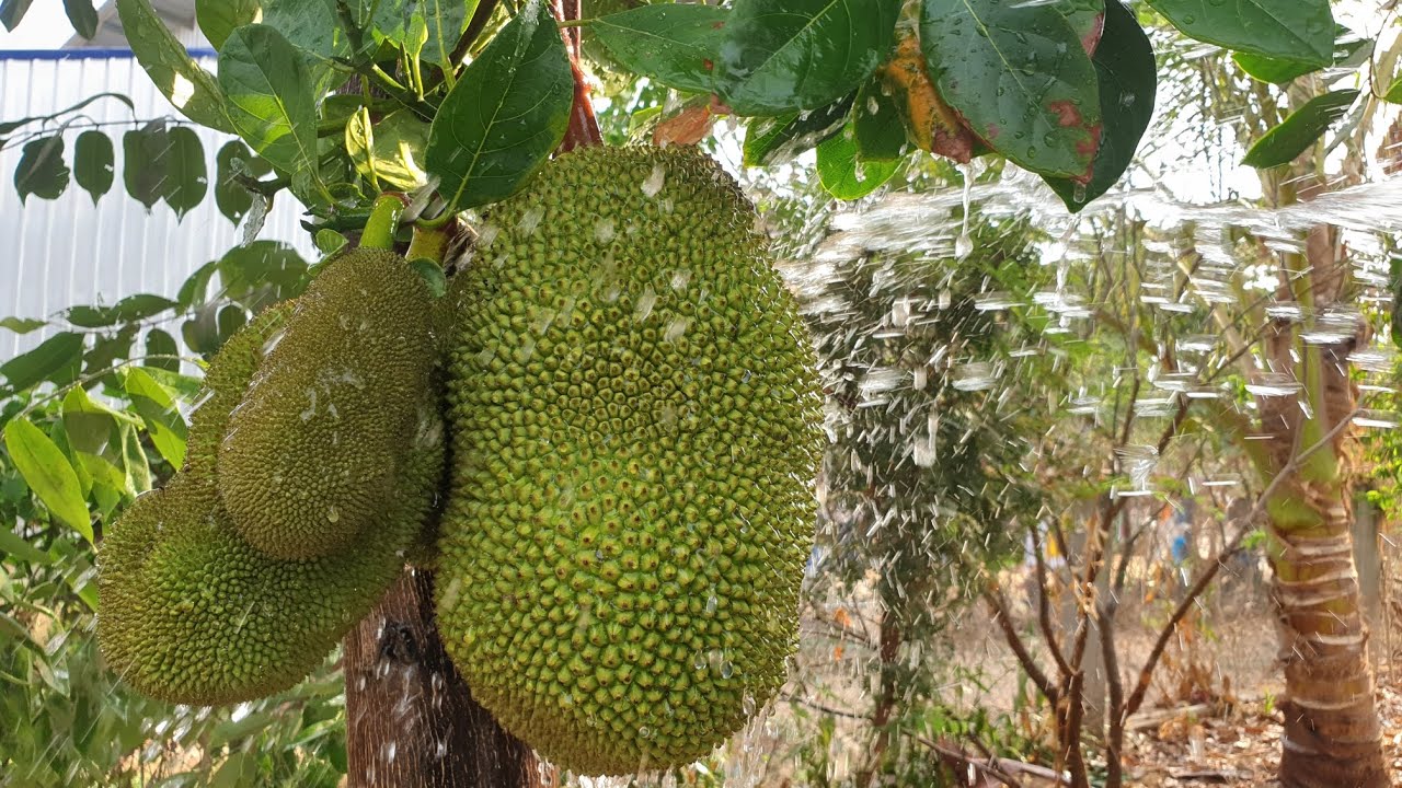 Jackfruit washing @fruittoday #fruit #satisfying #starfruit #fruiting # ...