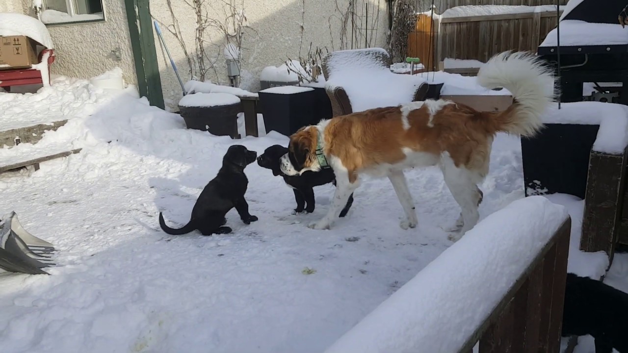 Labernard Puppies Day 66 - Last Day With Yellow - YouTube
