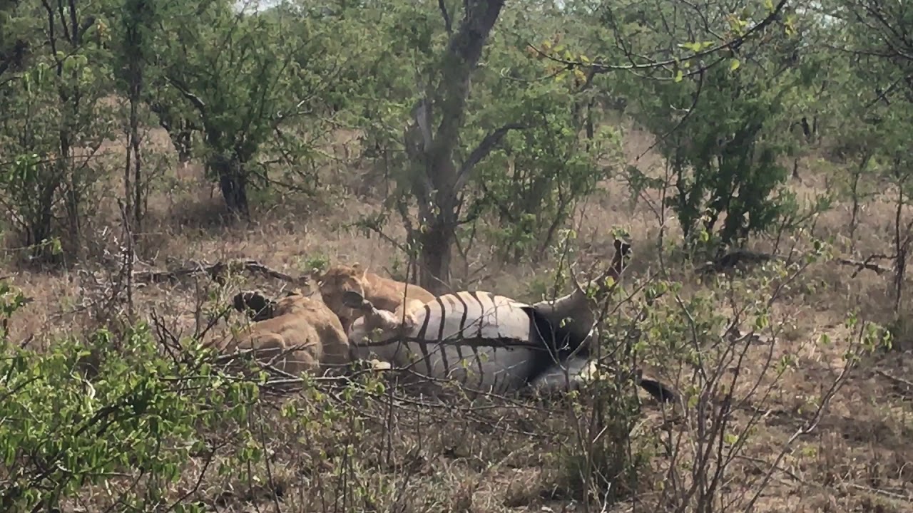 Kruger National Park / Safari at Kapama Reserve / Lions hunting (Part 2 ...
