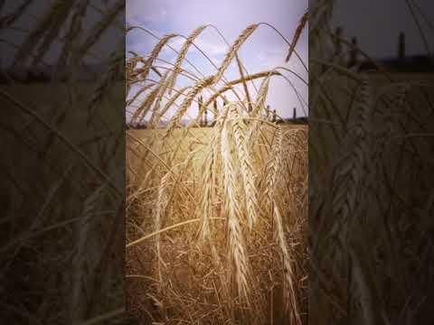 Akın - seni çok seviyorum “ azizözlem ”