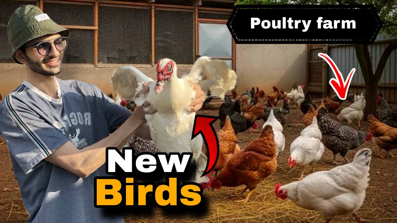 My Biggest Poultry Farm Delivery Day Ever!🥳😍 (Unboxing New Birds) 📦 ...