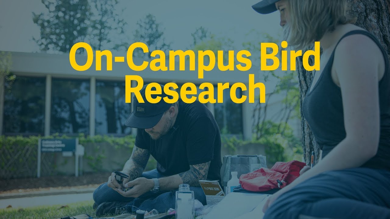 On-Campus Bird Research with Matt Reudink - Thompson Rivers University ...