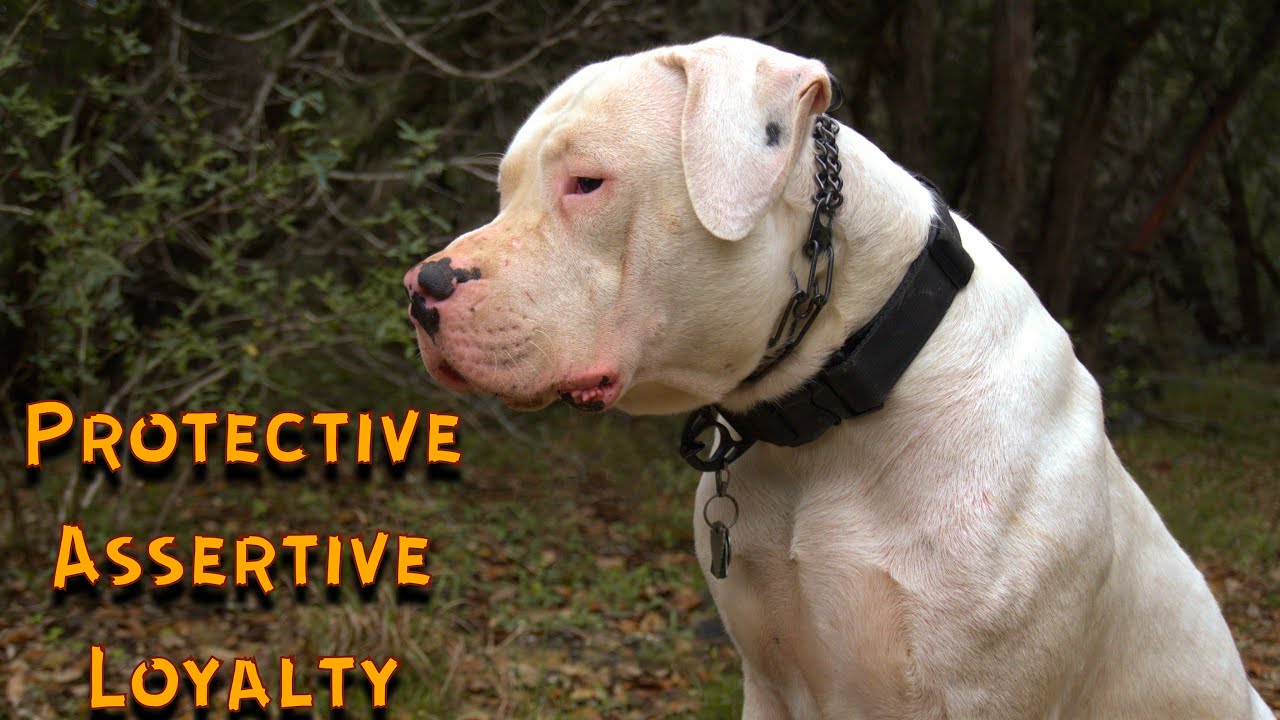 The TRUTH About Owning a DOGO ARGENTINO - 1 Year Update - YouTube