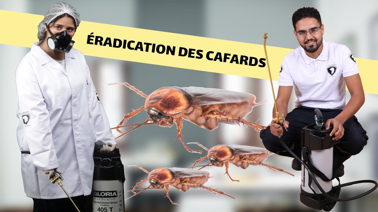 Maroc Hygiène Publique ( MHP ) expert en désinsectisation : éradication ...