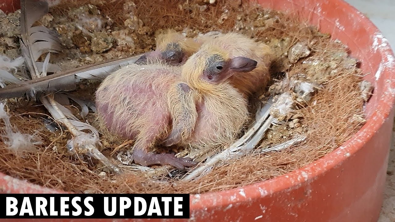 Barless Chick Checkin Doing GREAT! - YouTube