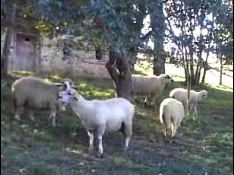 Sjenicka ovca - YouTube