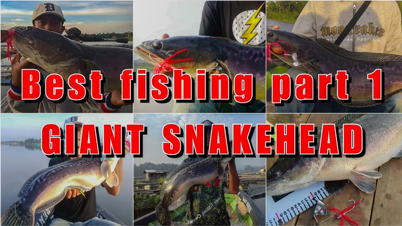 Snakehead fish bite - ferybl