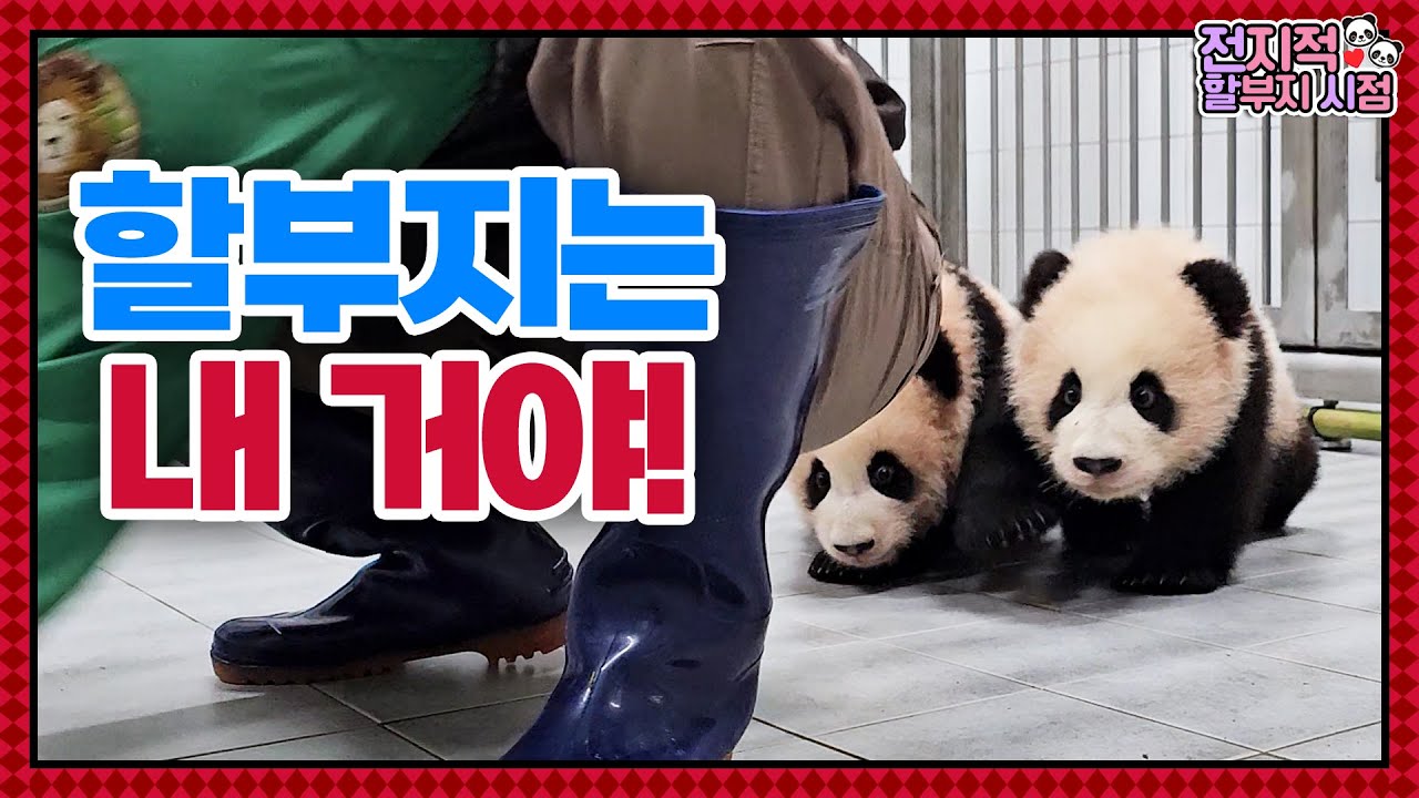 Sub 전지적 할부지 시점 Ep156 맙소사 두 마리니까 두 배로 귀엽다 강바오의 장화를 탐내는 루이후이🐼│panda World Youtube