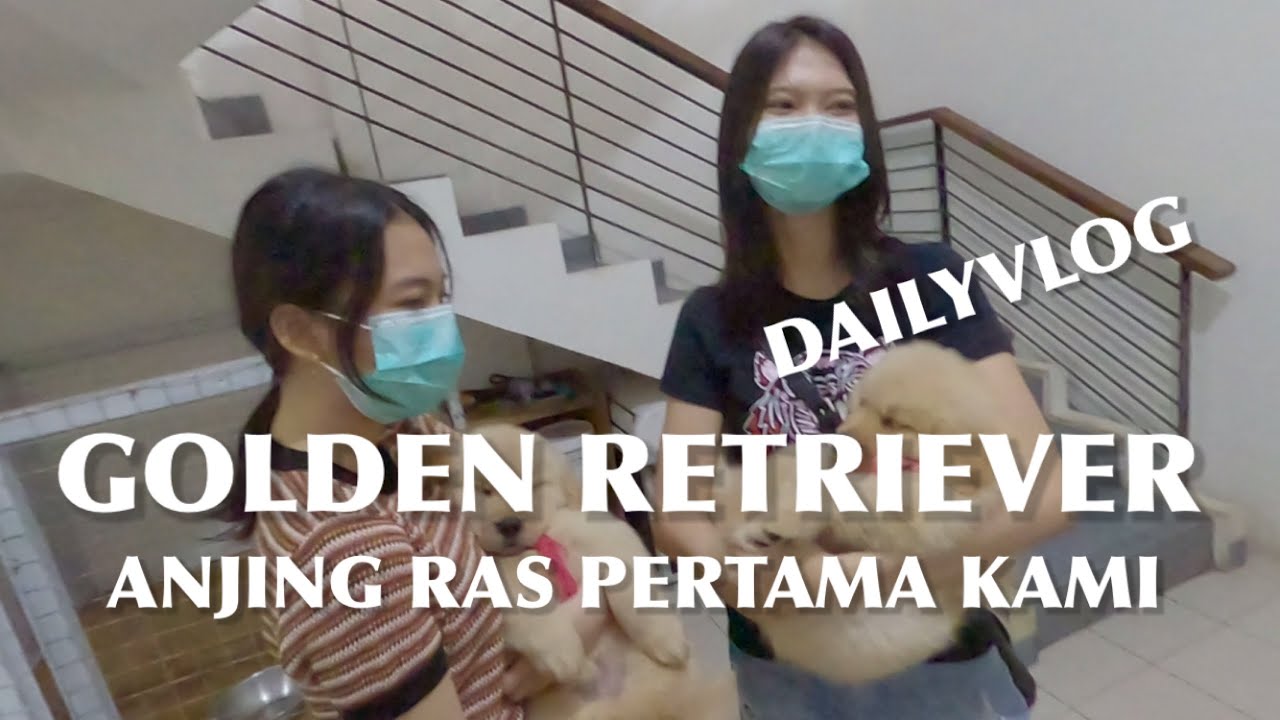 GOLDEN RETRIEVER | ANJING RAS PERTAMA KAMI | DAILYVLOG - YouTube