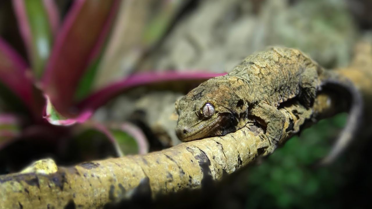 THE FIRST WEEK Owning A Chahoua (Mossy Prehensile-Tailed Gecko) - YouTube