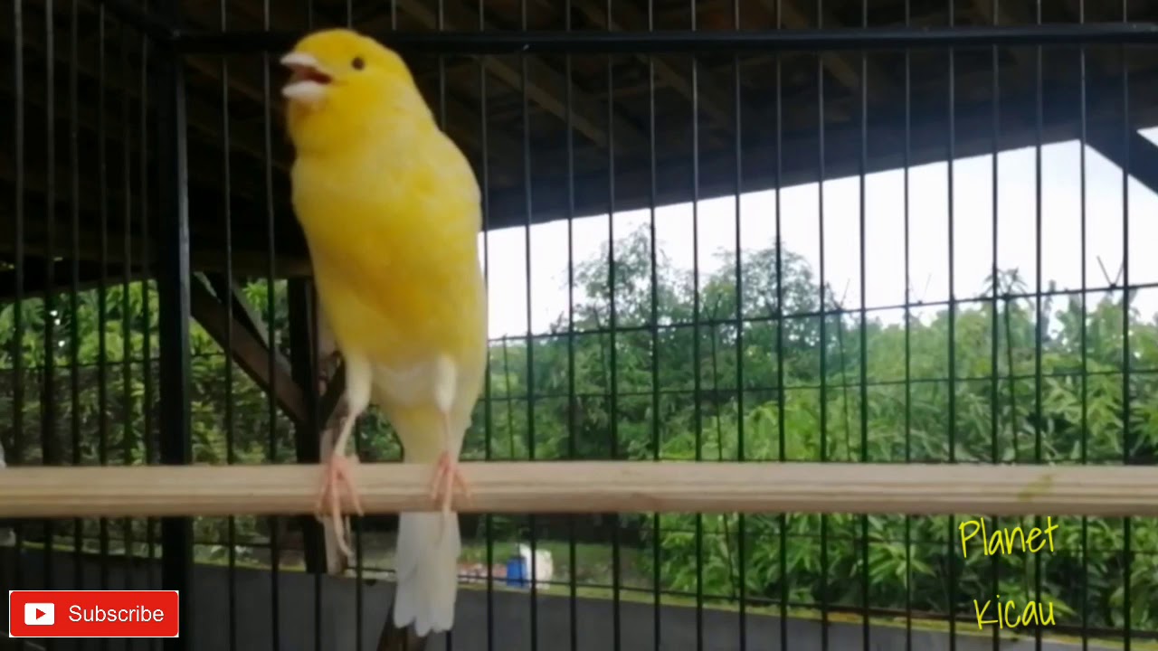 is amazing! Sounds of canaries singing to stimulate bird sounds - YouTube