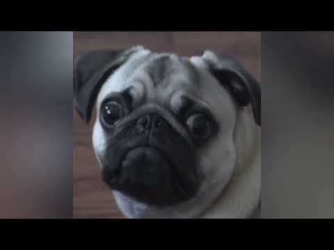 Color Bars Cat Meme Kyle Walker Bush Compliation #2 Türkçe dublaj izle