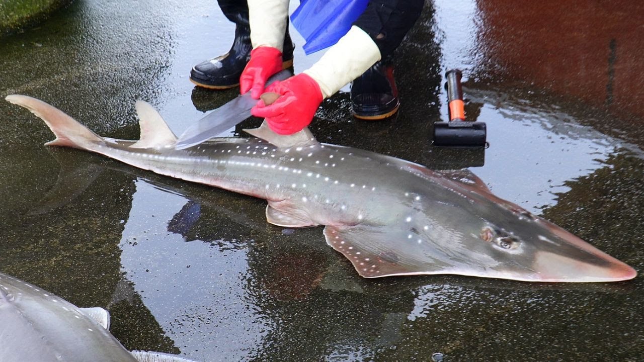Suprising quick fish cutting skill-shark | ASMR - YouTube