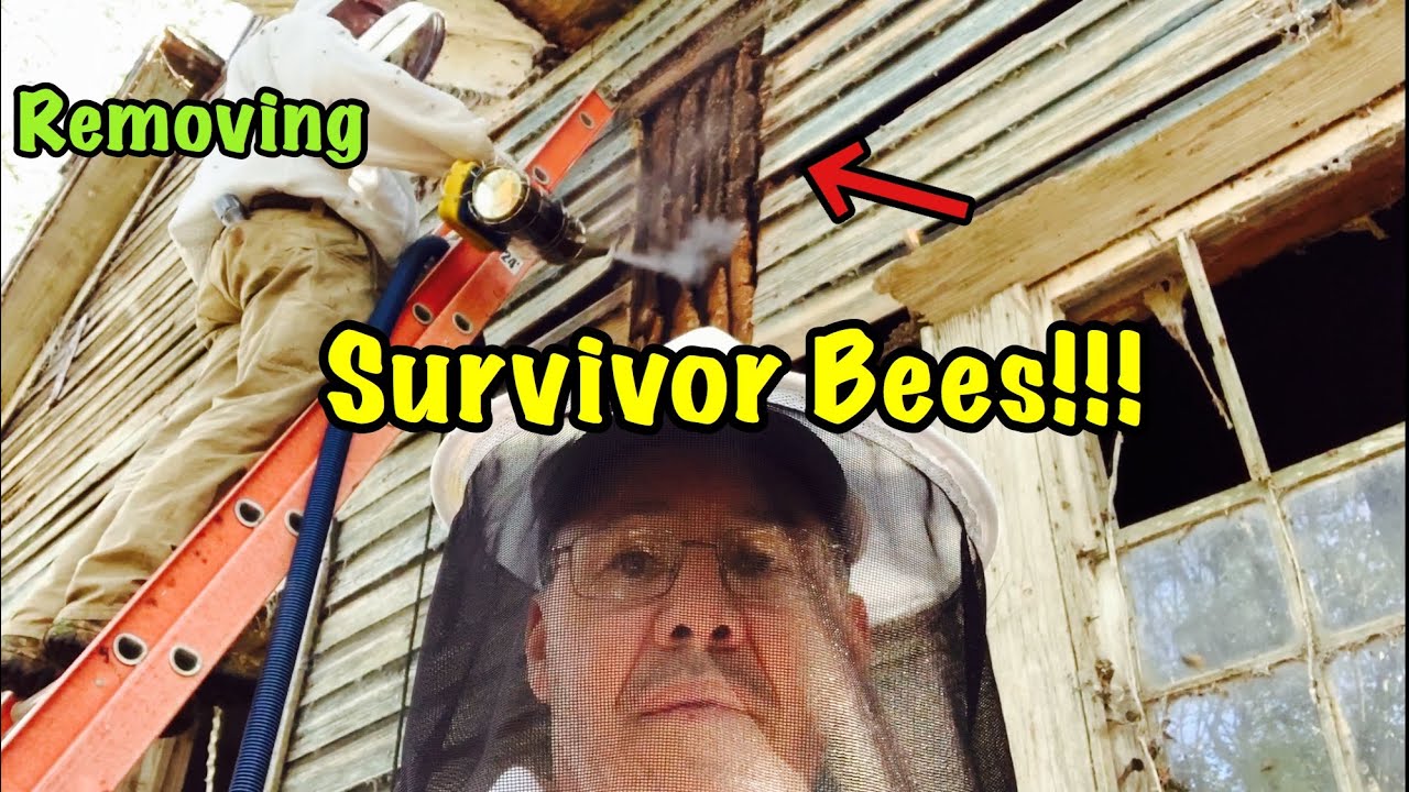Removing SURVIVOR BEES from Old House - Learning how to “HERD BEES ...