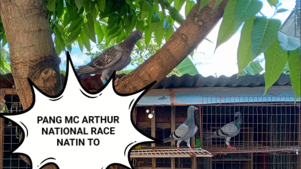 NAG TRAINING NA TAYO NG YOUNG BIRD NA KALAPATI MEDYO LATE NA SA MC ...