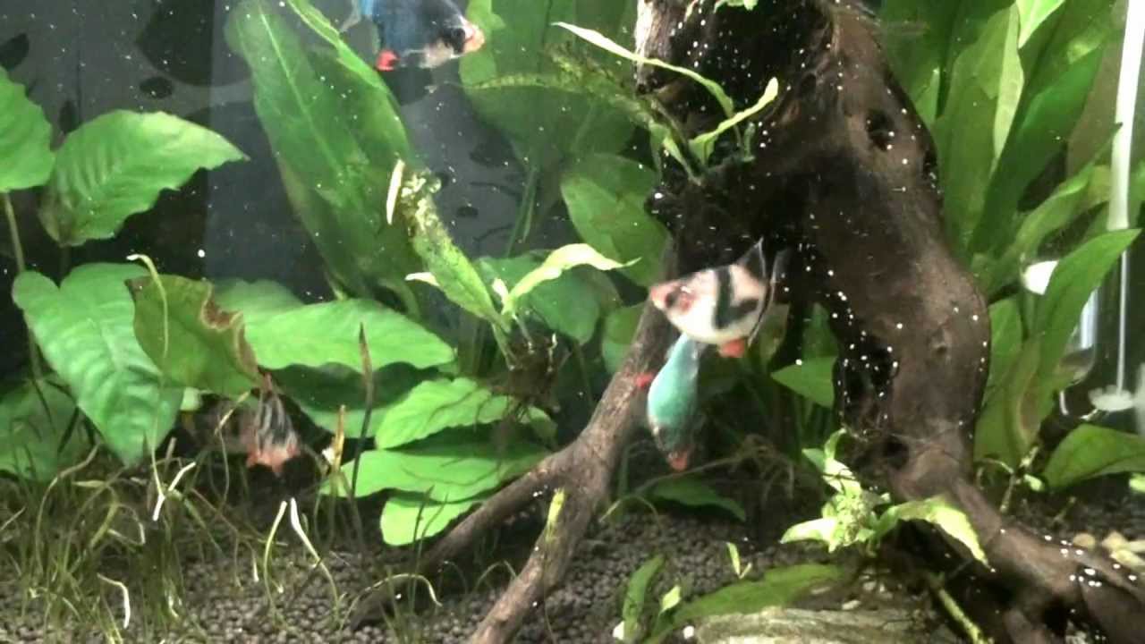 Tiger Barb & Kuhli Loach Tank - Week 8 Update - YouTube
