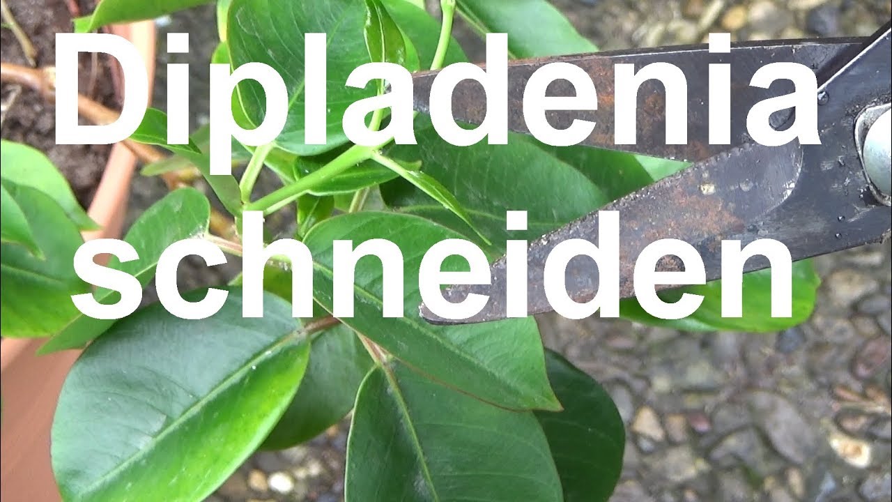 Dipladenia Schneiden Video