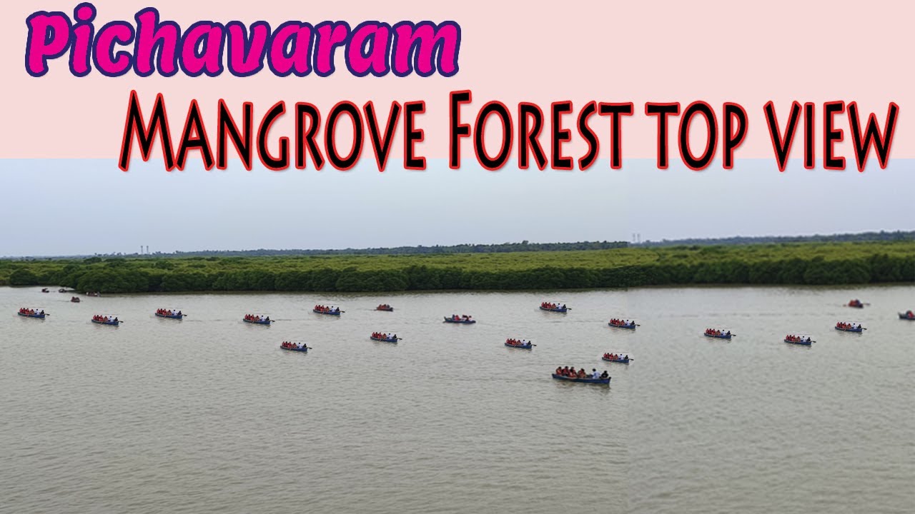 Pichavaram Mangrove Forest Top View || KSM PICTURES - YouTube