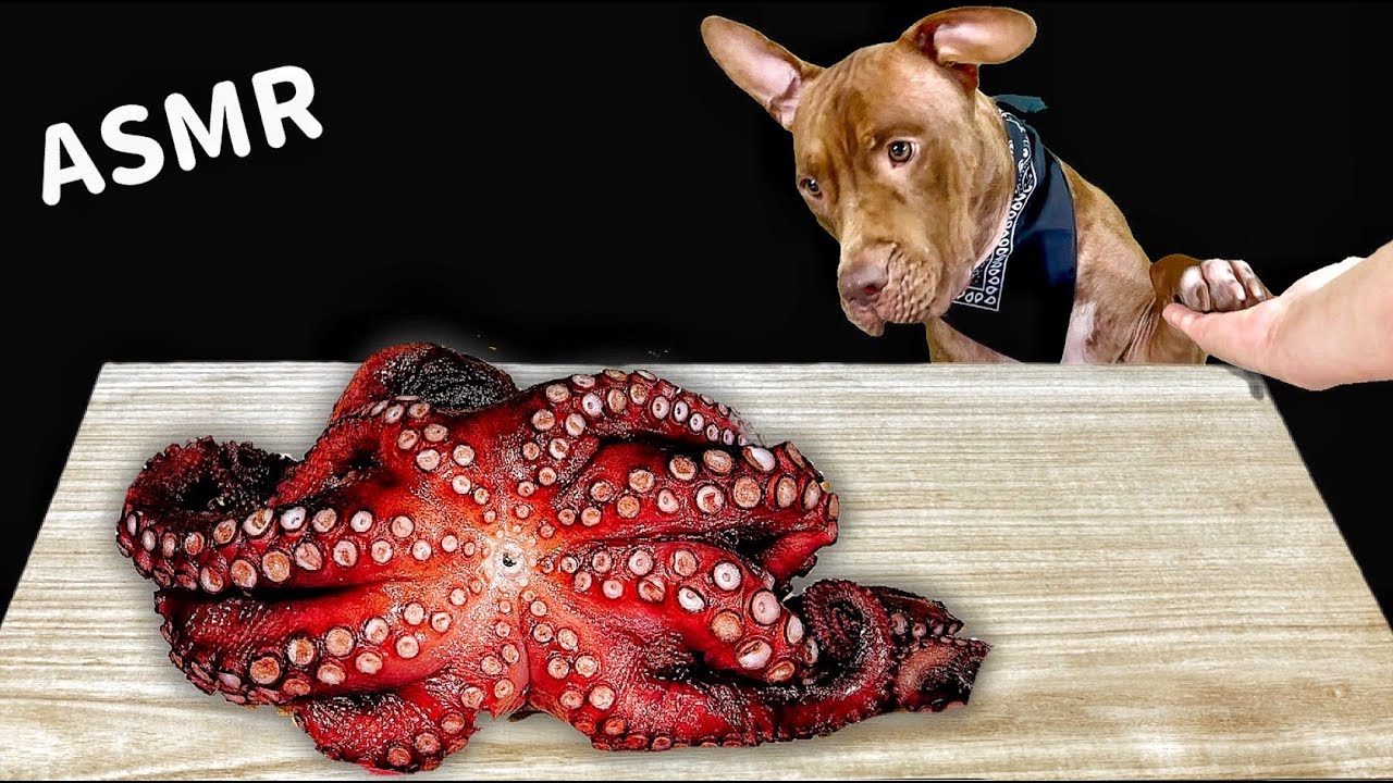 ASMR MUKBANG PITBULL EATING OCTOPUS - YouTube