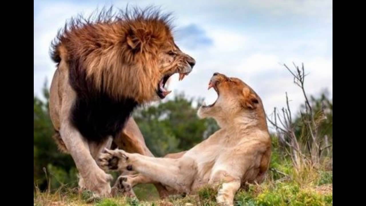 Very Angry dangerous look of Lions!! - YouTube