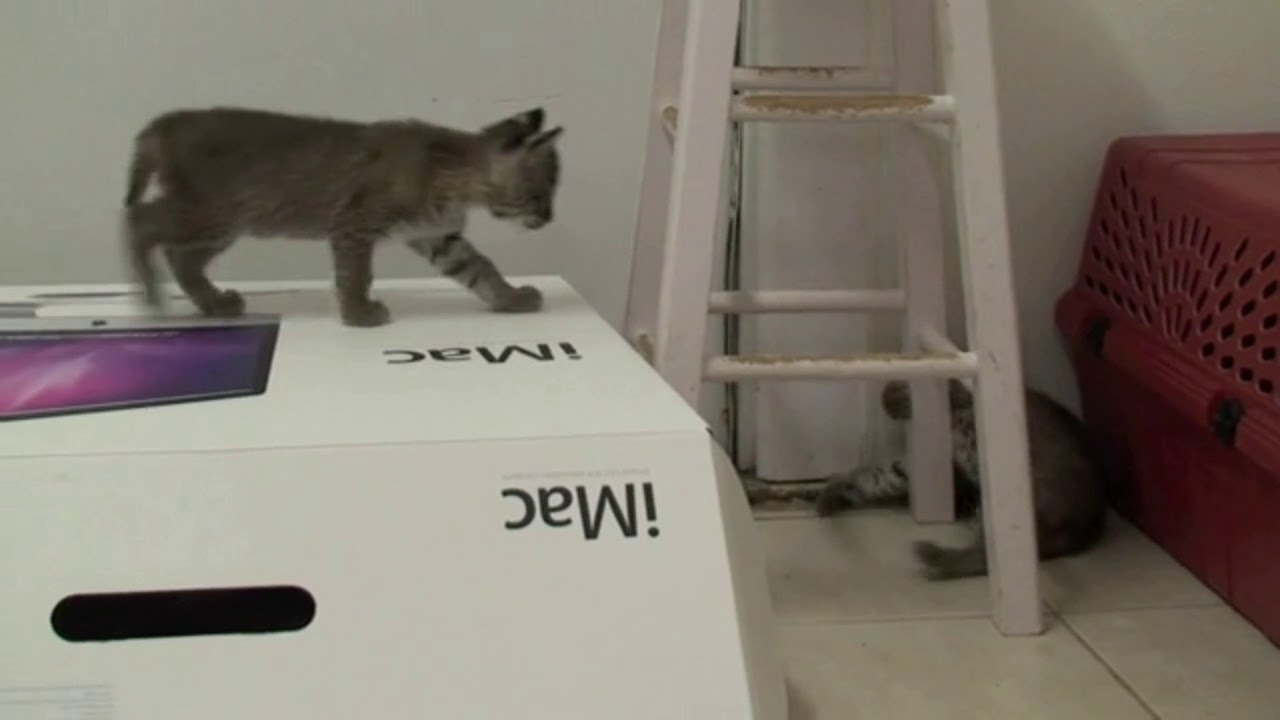 Cute Bobcat Kitten Fail! - YouTube